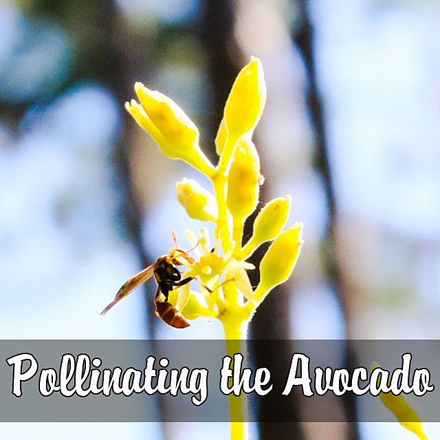 pollinating avocado