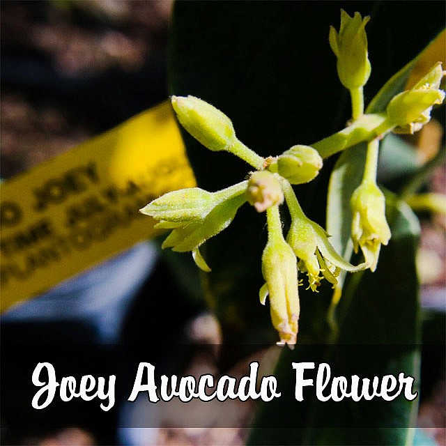 joey avocado flower