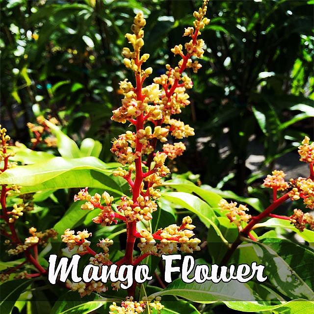 mango flower