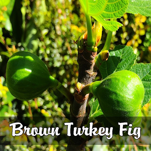 Brown turkey fig