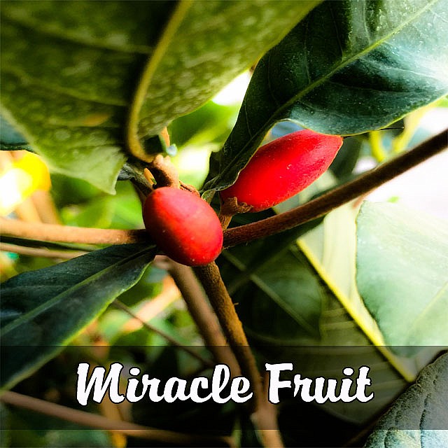 Miracle Fruit