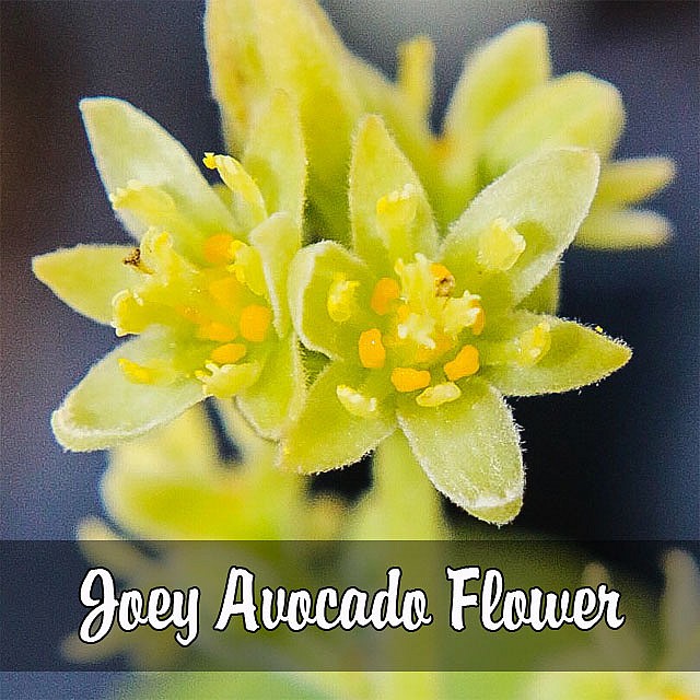joey avocado flowers
