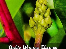 Avocado Tree Lula Variety Grafted