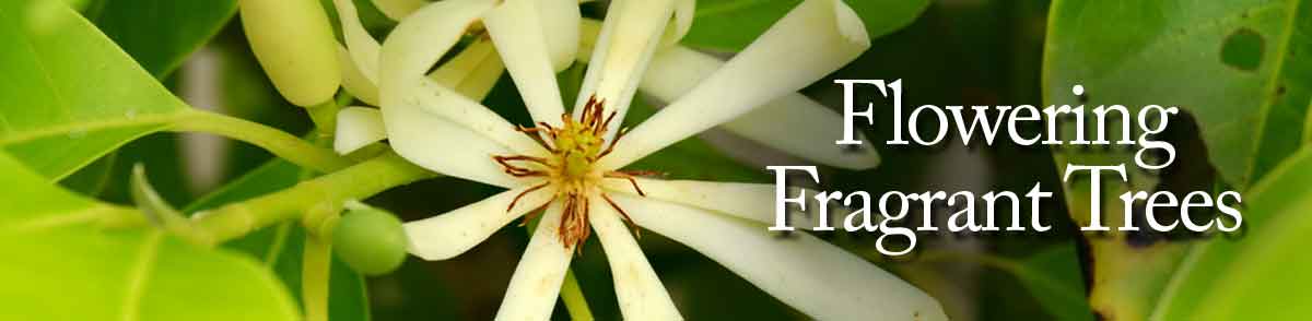 Flowering/Fragrant Trees