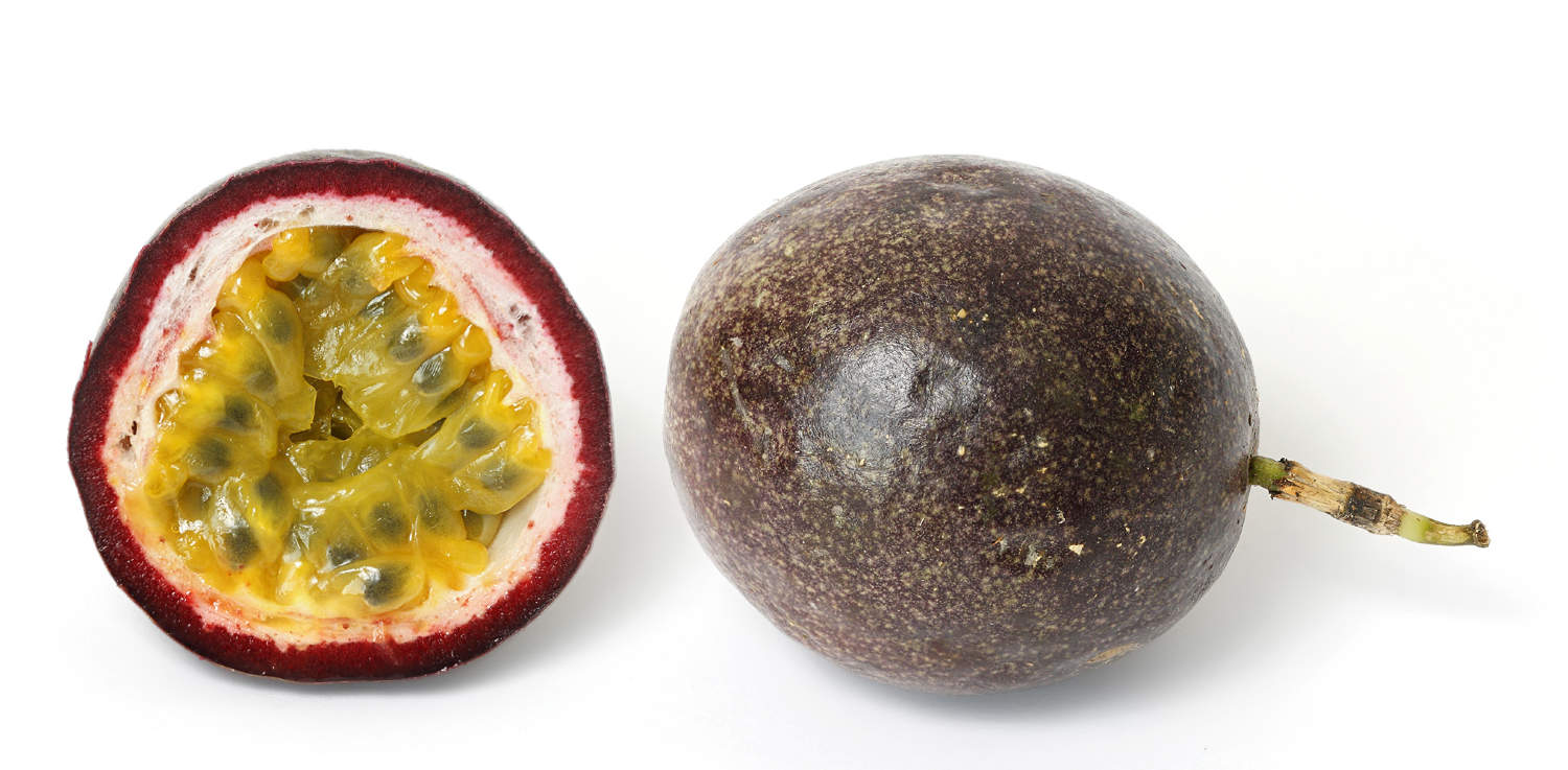 Passion Fruit Vine Purple Possum Variety