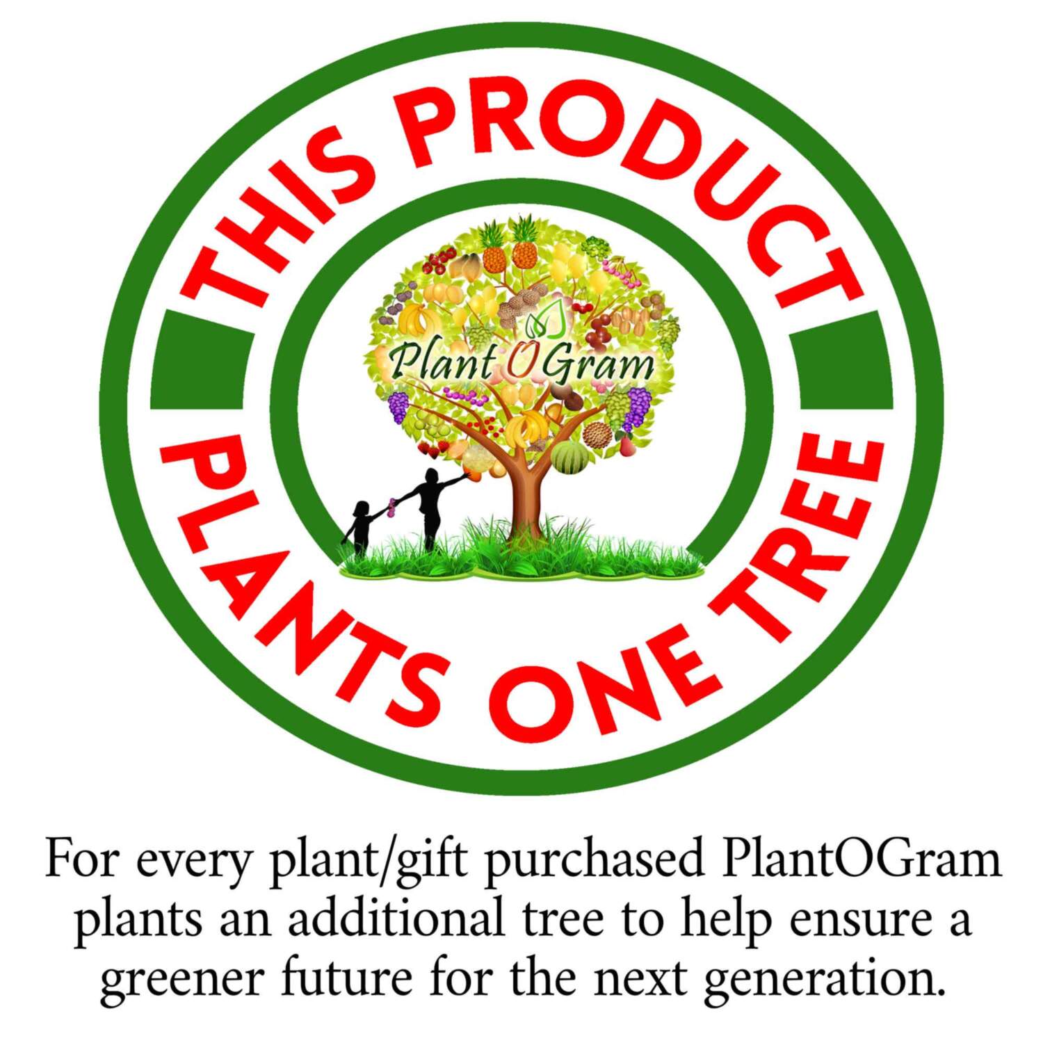 Mango Tree Edward Variety Grafted