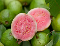 Barbados Cherry/Aceorla/Guyana Cherry Tree