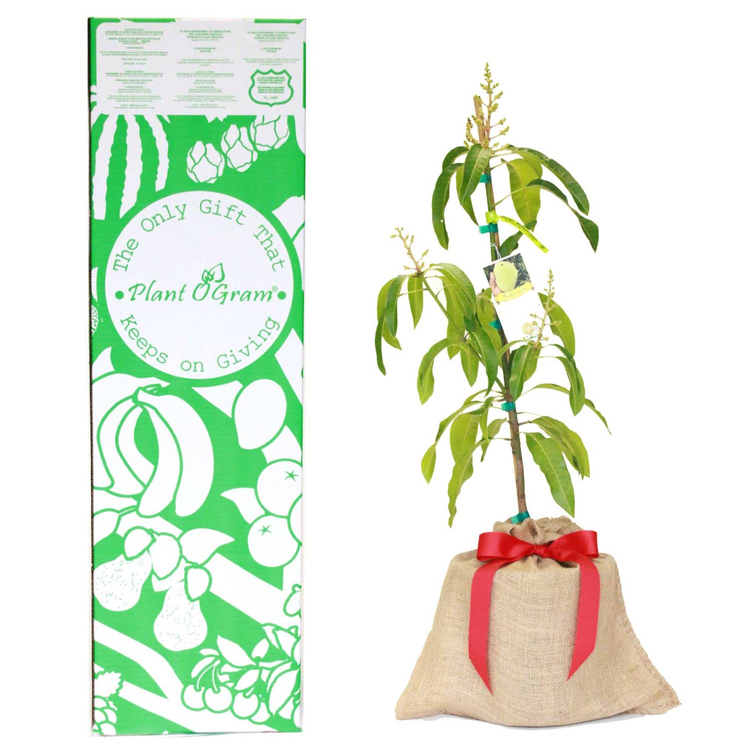 Mango Tree Butter Cream Variety Grafted