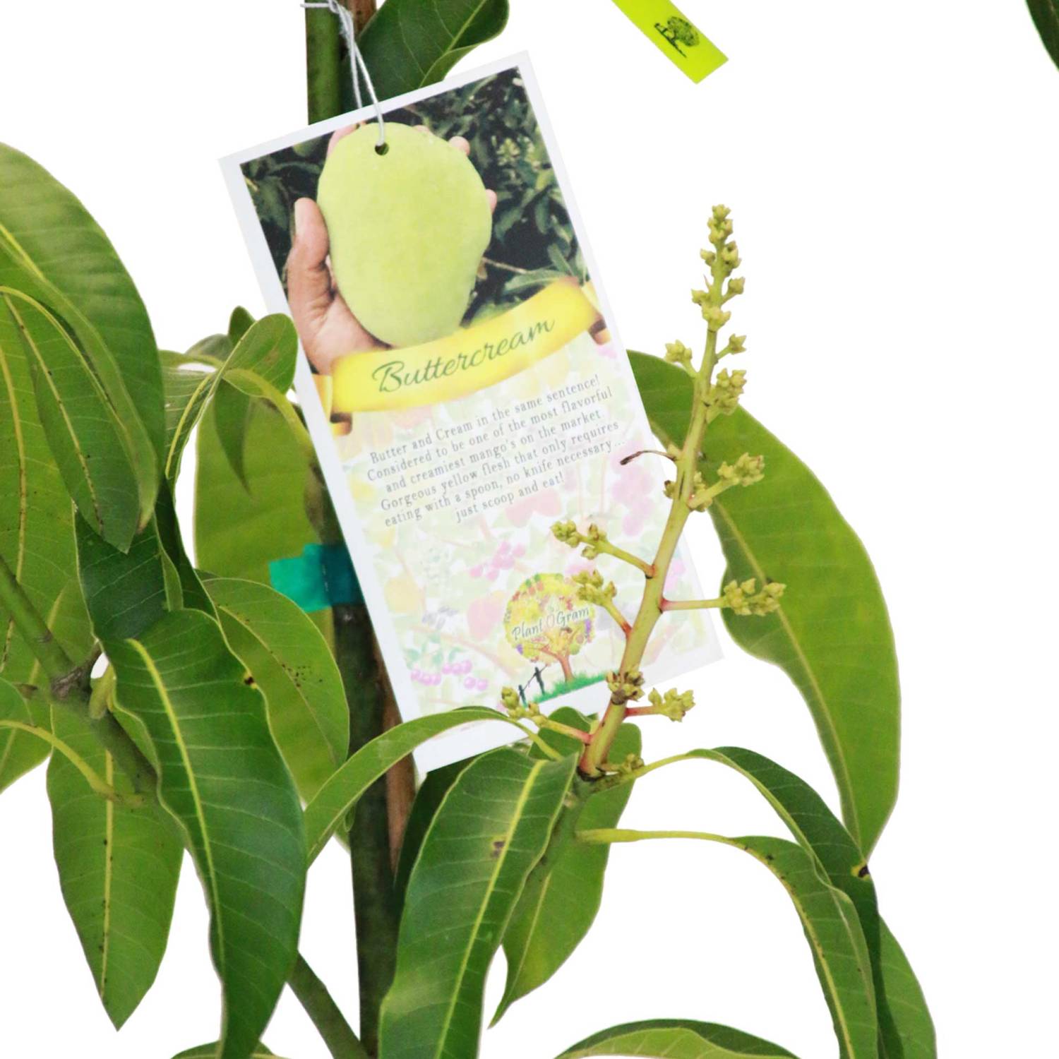 Mango Tree Butter Cream Variety Grafted