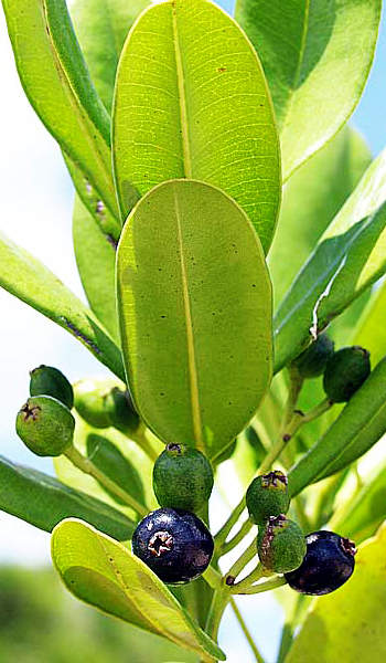 Lemon Bay Rum Tree