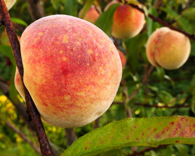 Peach Tree Grafted
