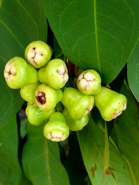 jambu plant side effects