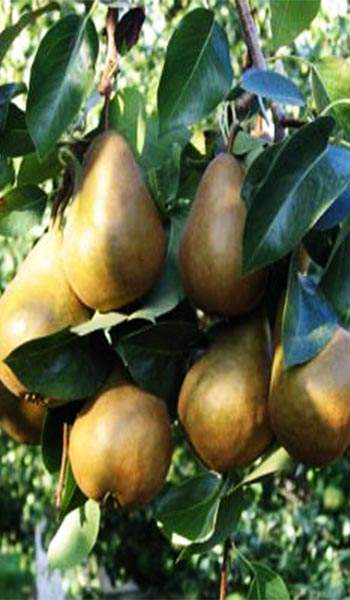 Pear Tree Florida Home Variety Grafted