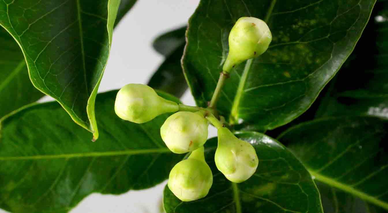 White Wax Jambu Tree
