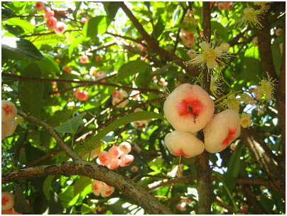 White Wax Jambu Tree