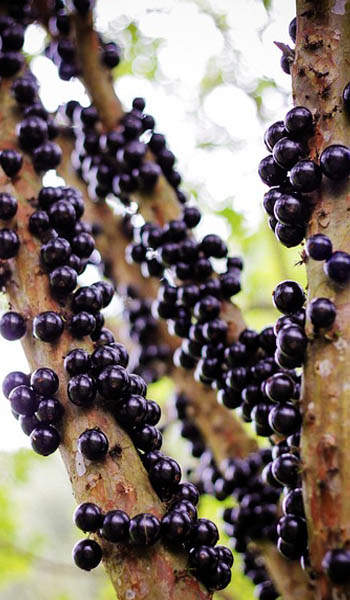 Jaboticaba Tree
