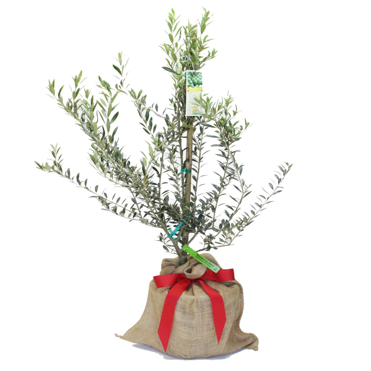 Olive Tree Nocellara Del Belice Variety