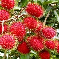rambutan tree