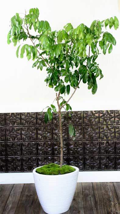 Longan Tree Kohala Variety Air-Layered