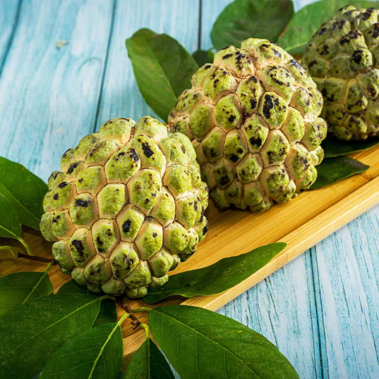 atis fruit origin