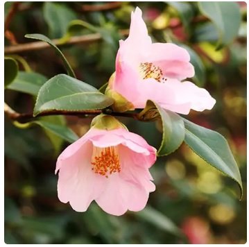 Tea Plant Red Leaf Variety