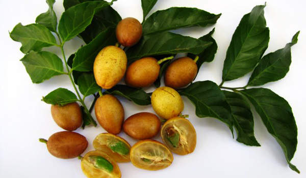 Wampee Wampi Tree