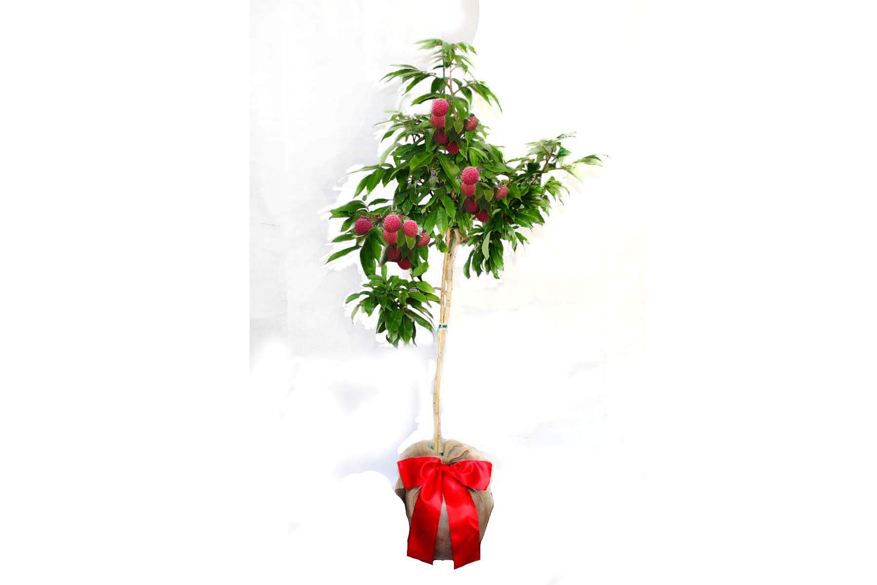 Lychee Tree HakIp Variety Air-Layered