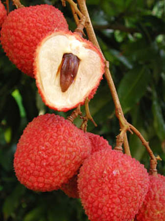Lychee Tree HakIp Variety Air-Layered
