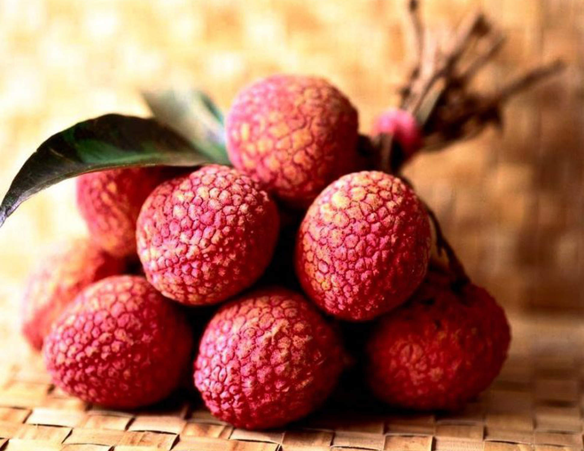 Lychee Tree HakIp Variety Air-Layered