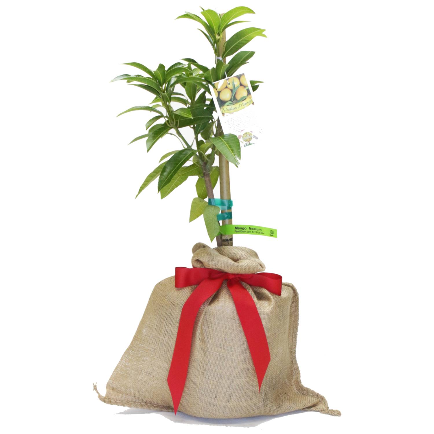 Mango Tree Neelum Indian Dwarf Variety