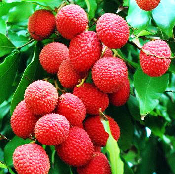 Lychee Tree Mauritius Variety Air-Layered