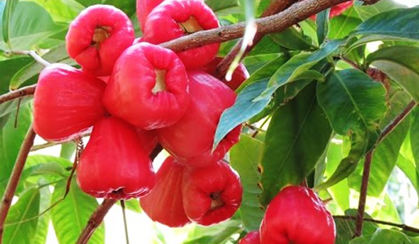 Red Wax Jambu Tree