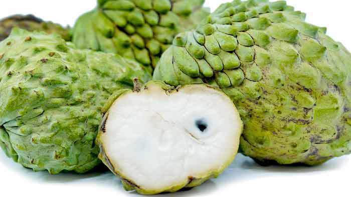 Atemoya Tree Grafted