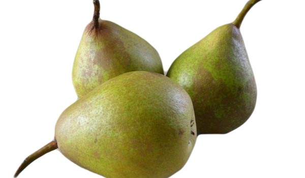 Pear Tree Hood Variety Grafted