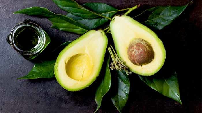 Avocado Tree Hall Variety Grafted