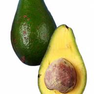 hall avocado tree
