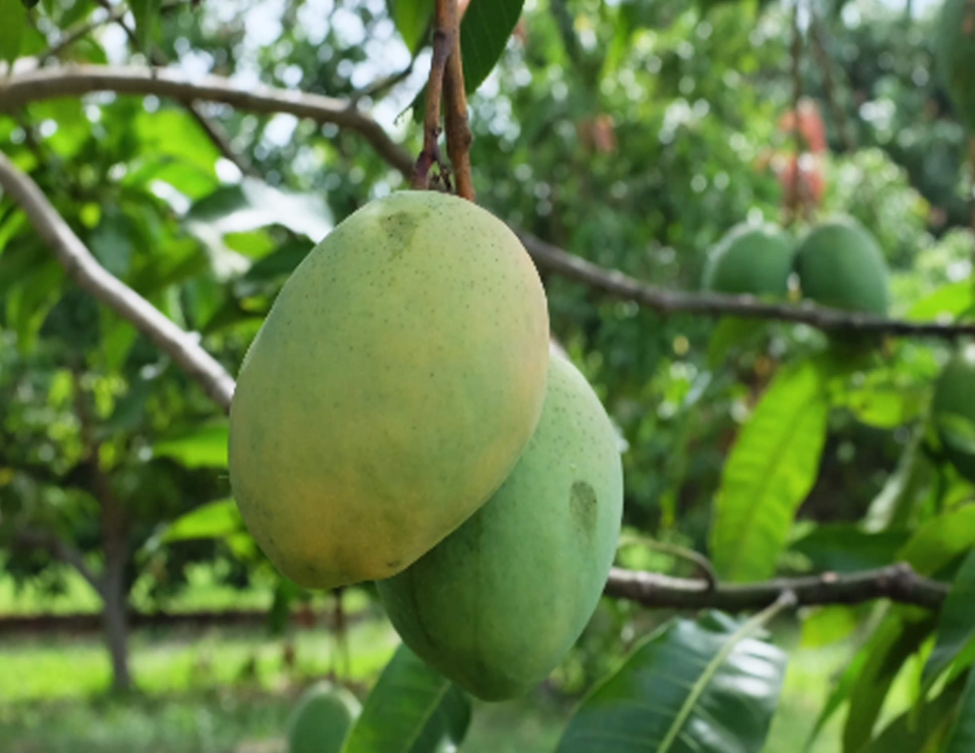 Mango Tree Coconut Creme Variety Grafted