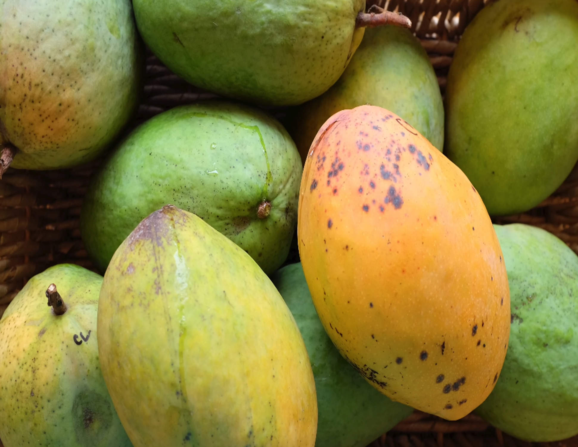 Mango Tree Coconut Creme Variety Grafted