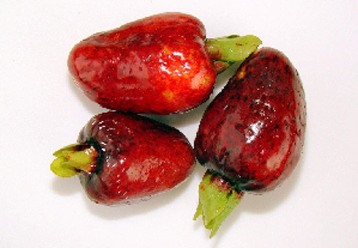 Cherry of the Rio Grande Tree