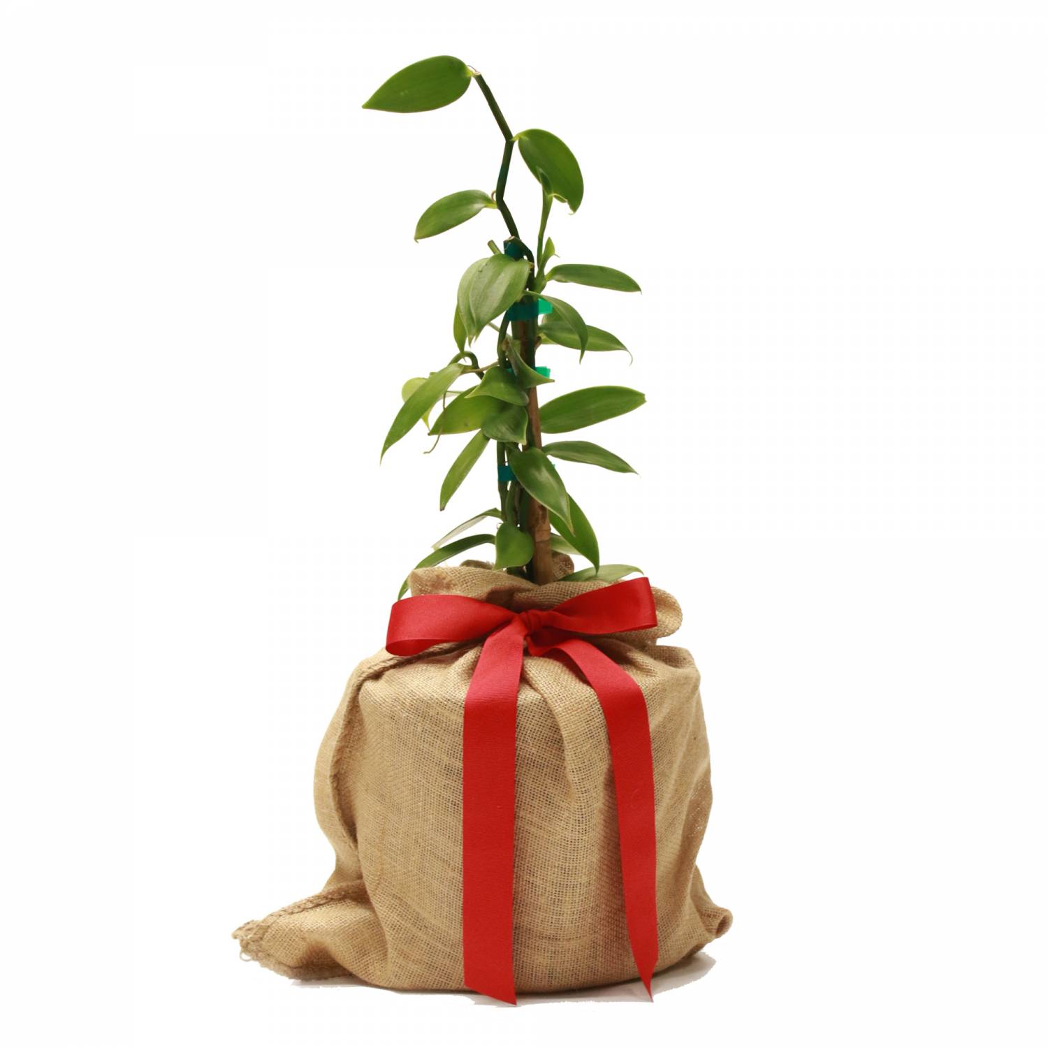 vanilla bean thrapston