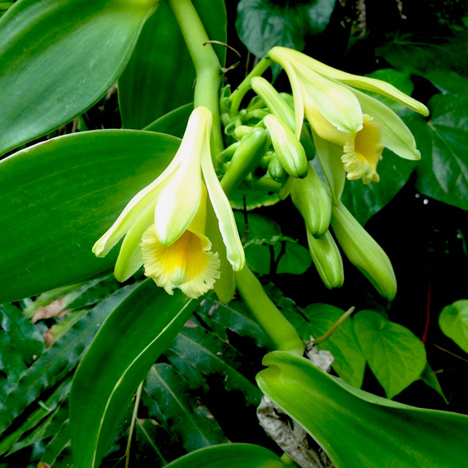 vanilla bean thrapston