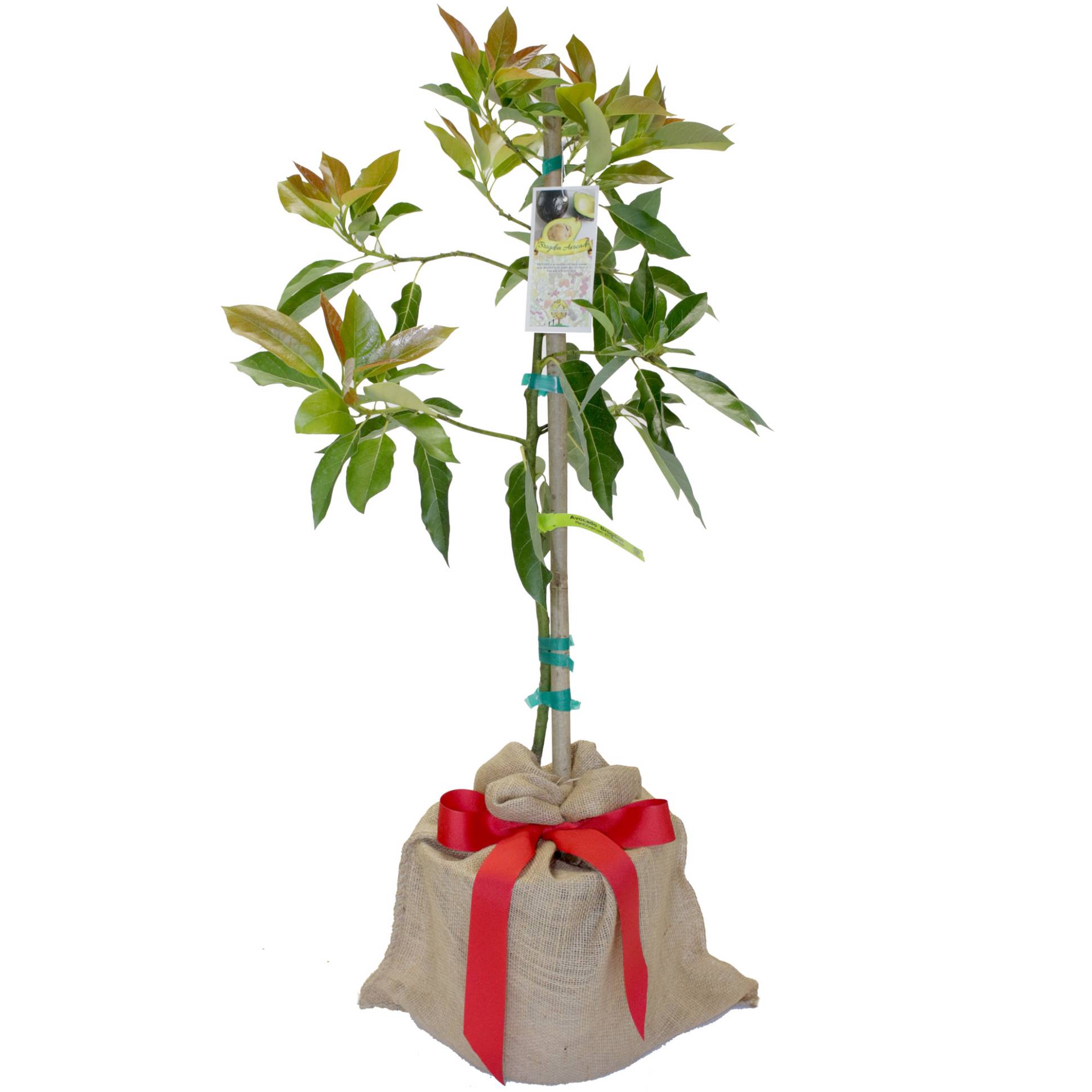 Avocado Tree Brogdon