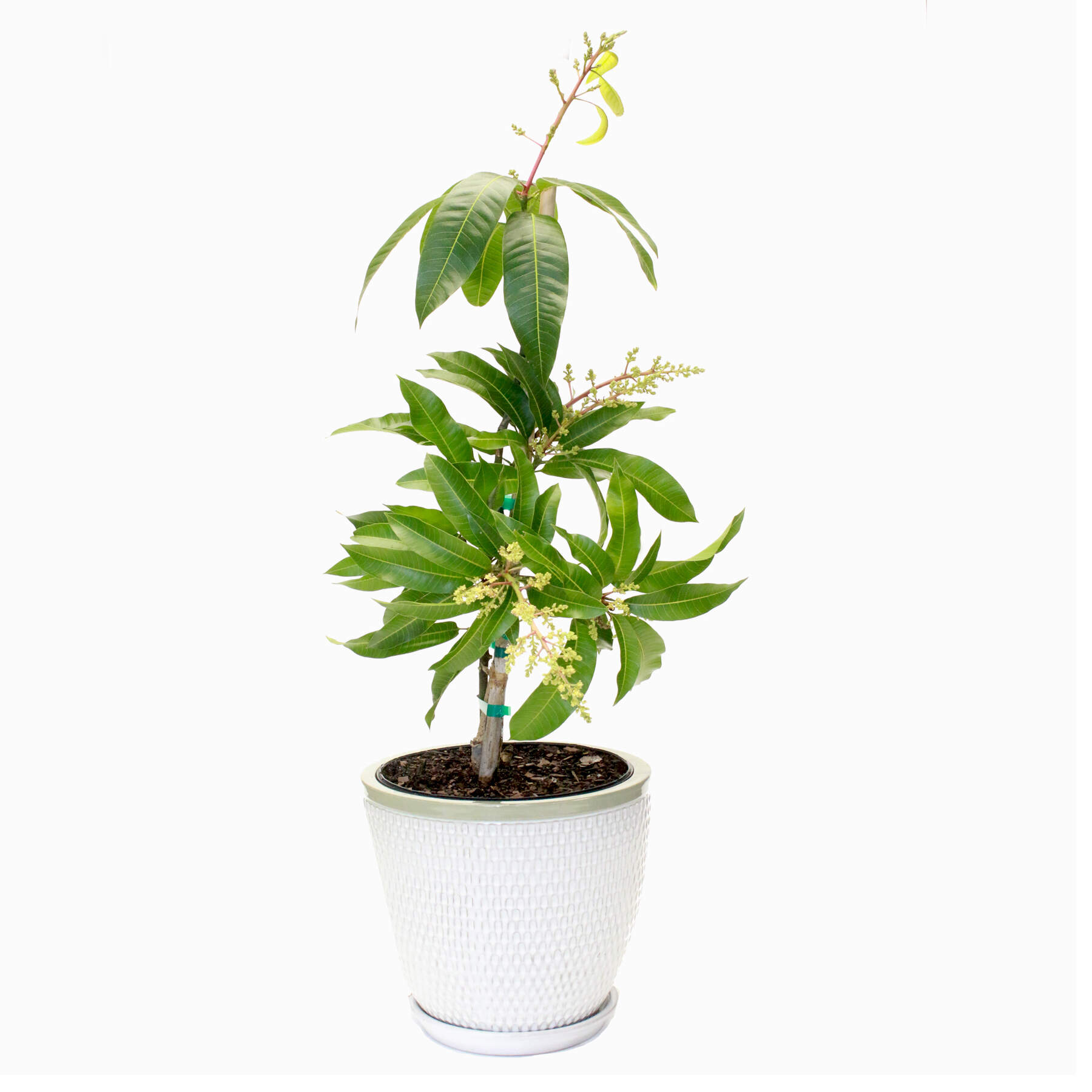 Mango Tree Kesar Indian Collectors Variety Grafted