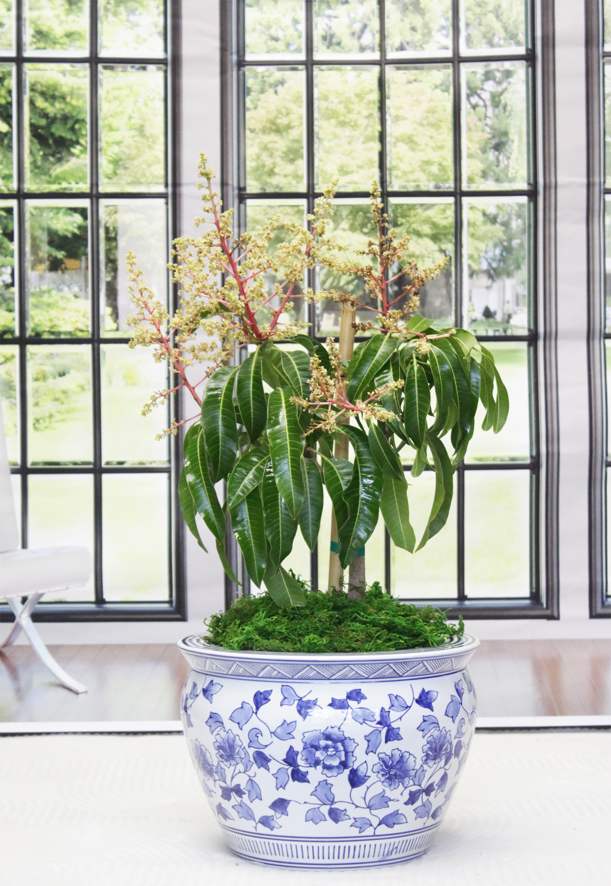 Mango Tree Kesar Indian Collectors Variety Grafted