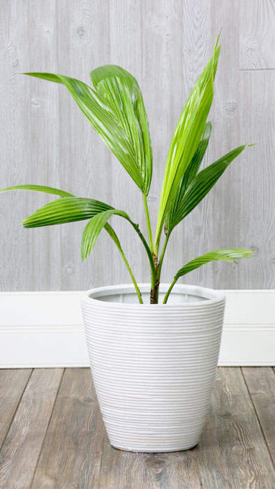 Coconut Tree Dwarf Yellow Variety