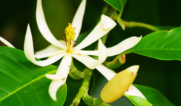 Michelia Alba Tree Grafted