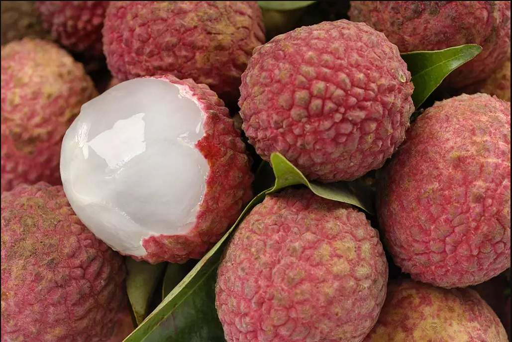Lychee Tree SweetHeart Variety Air-Layered