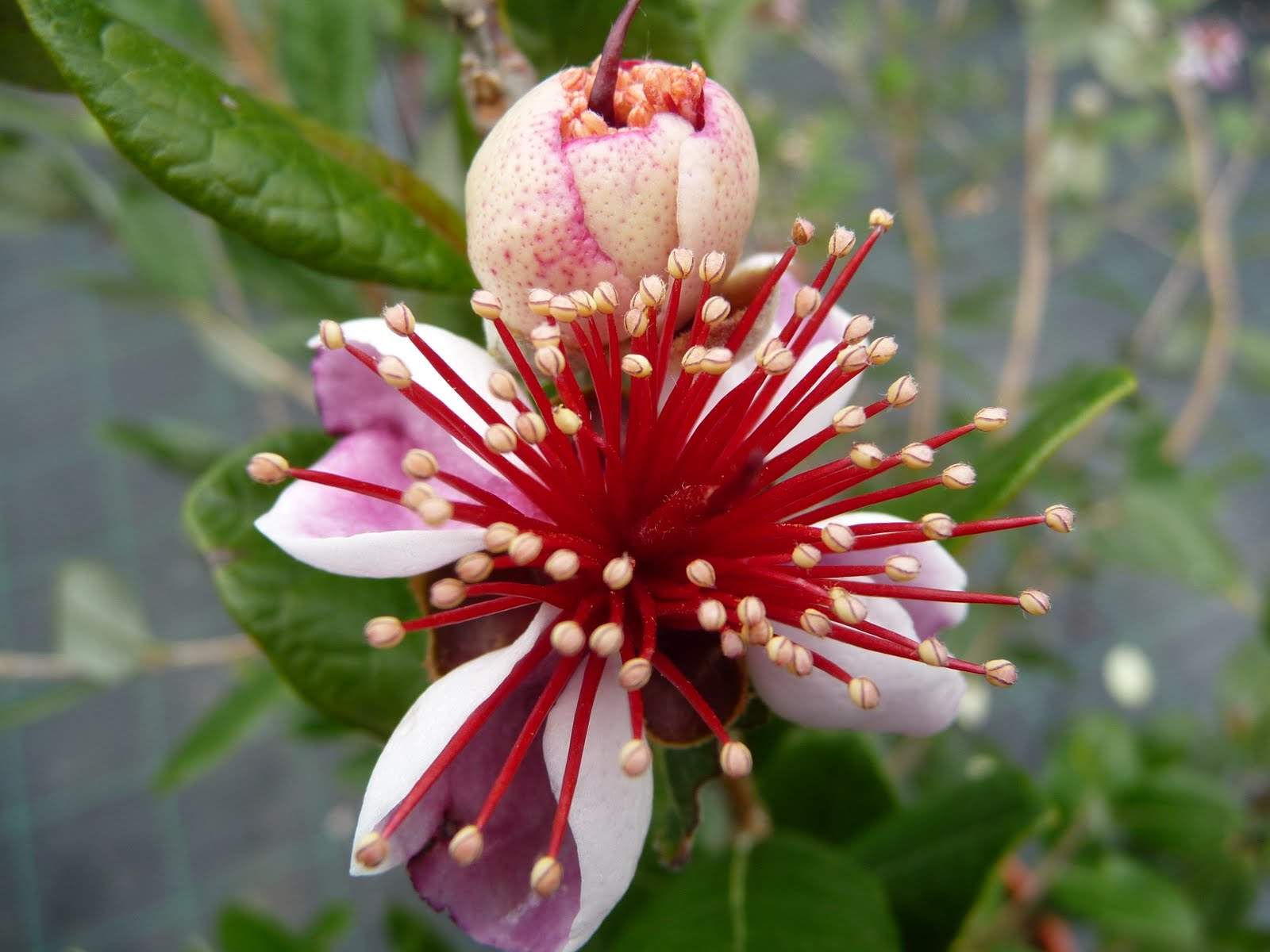 Pineapple Guava/Fieoja Tree