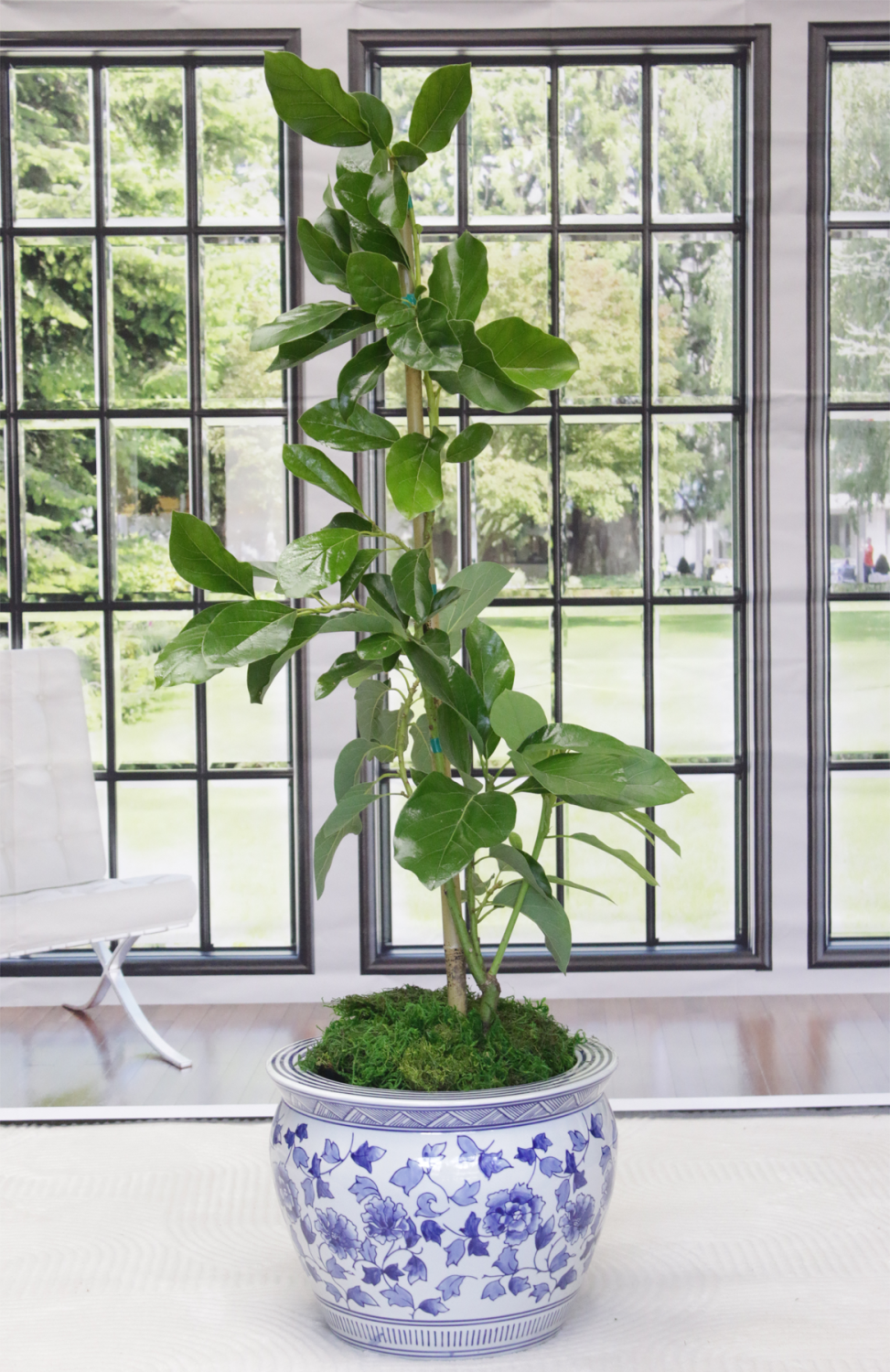 florida avocado tree