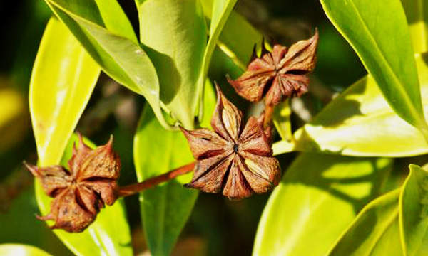 Star Anise Tree